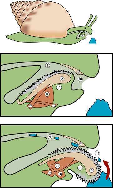 Why Gastropods snails Slugs Are Awesome Lucky Sci Why Gastropods snails Slugs Are Awesome Lucky Sci