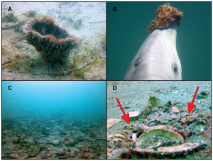 Sponging dolphins: cute & clever | Lucky Sci