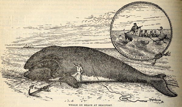 Whaling of the Right Whale | Lucky Sci