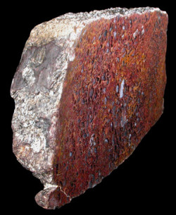 Fossilization basics: types, stages, influencing factors | Lucky Sci