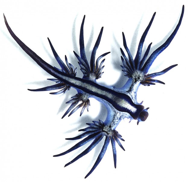 Glaucus atlanticus: beautiful blue sea slug, or Pokemon? | Lucky Sci