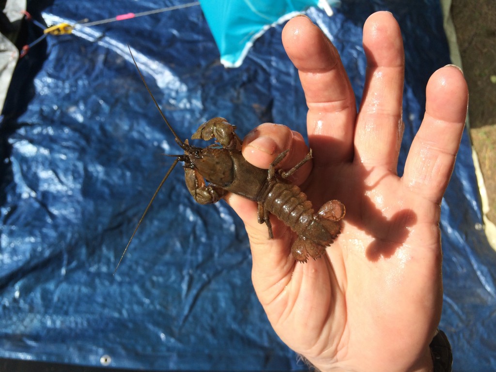Crawdads in NC | Lucky Sci