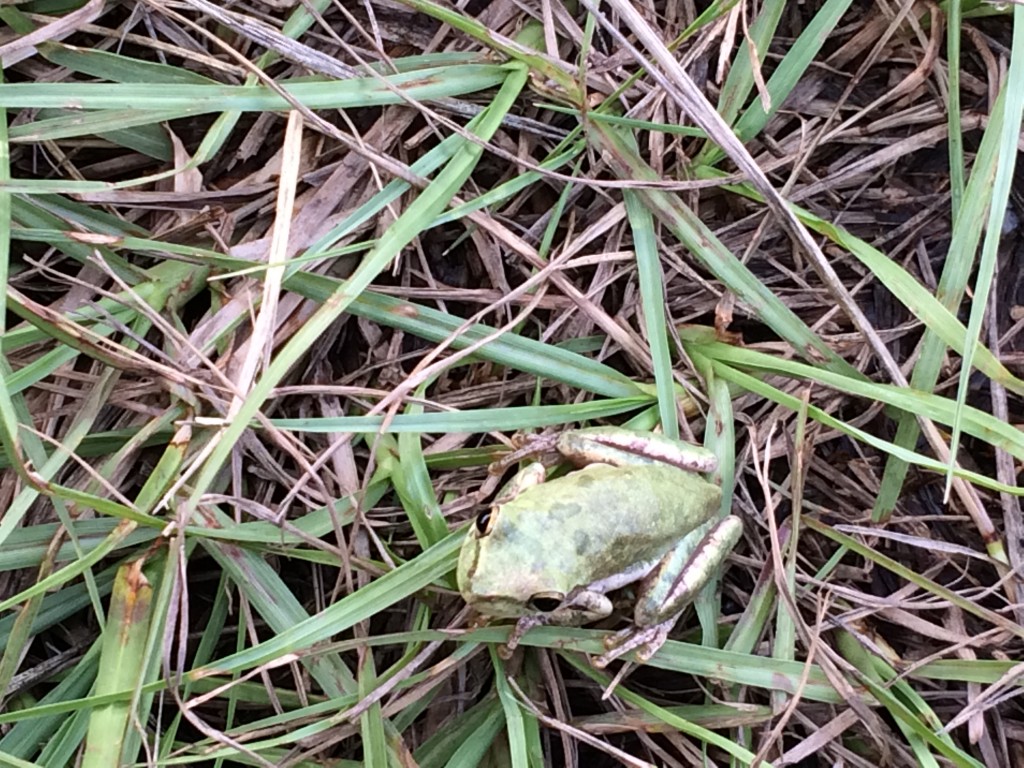 Identifying frogs and toads in NC | Lucky Sci