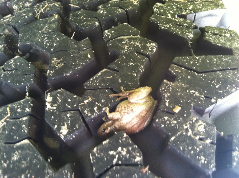 Identifying frogs and toads in NC | Lucky Sci