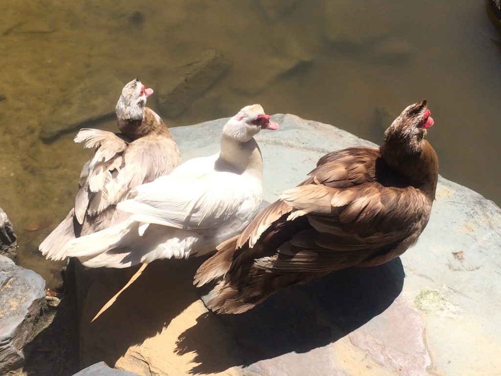 Beautiful ducks of Duke Gardens, Durham, NC | Lucky Sci