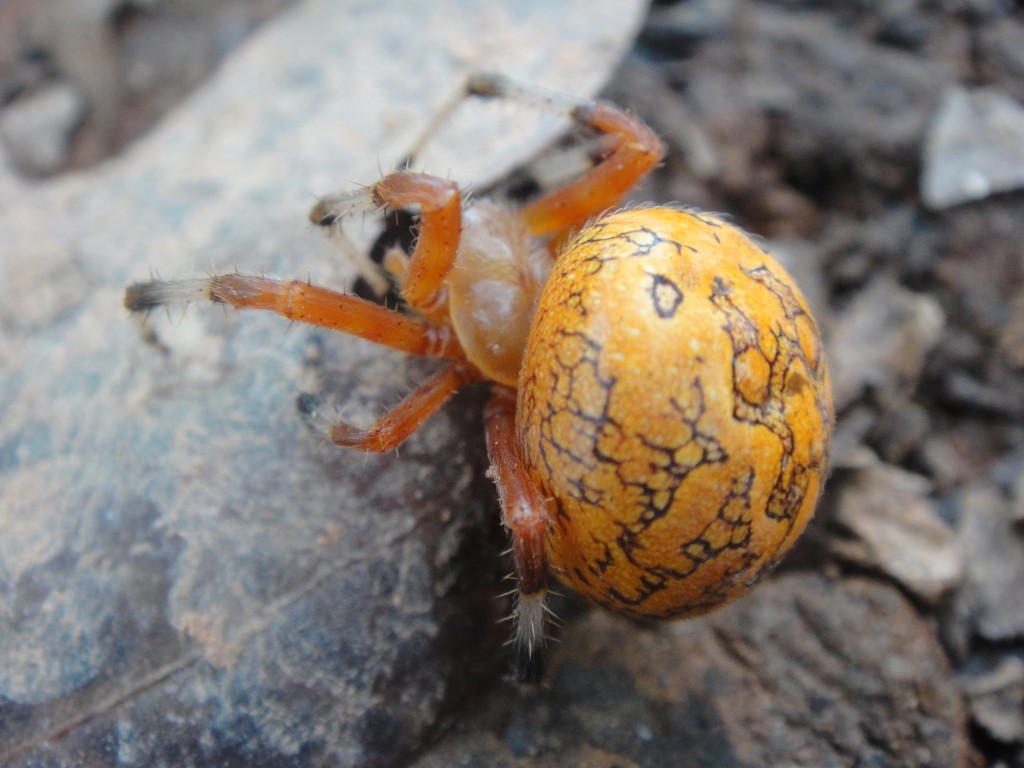Marbled orb-weaver spider | Lucky Sci