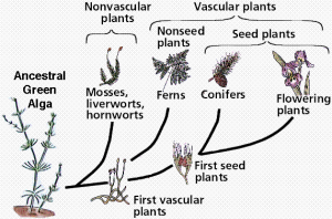 Evolution of plants | Lucky Sci